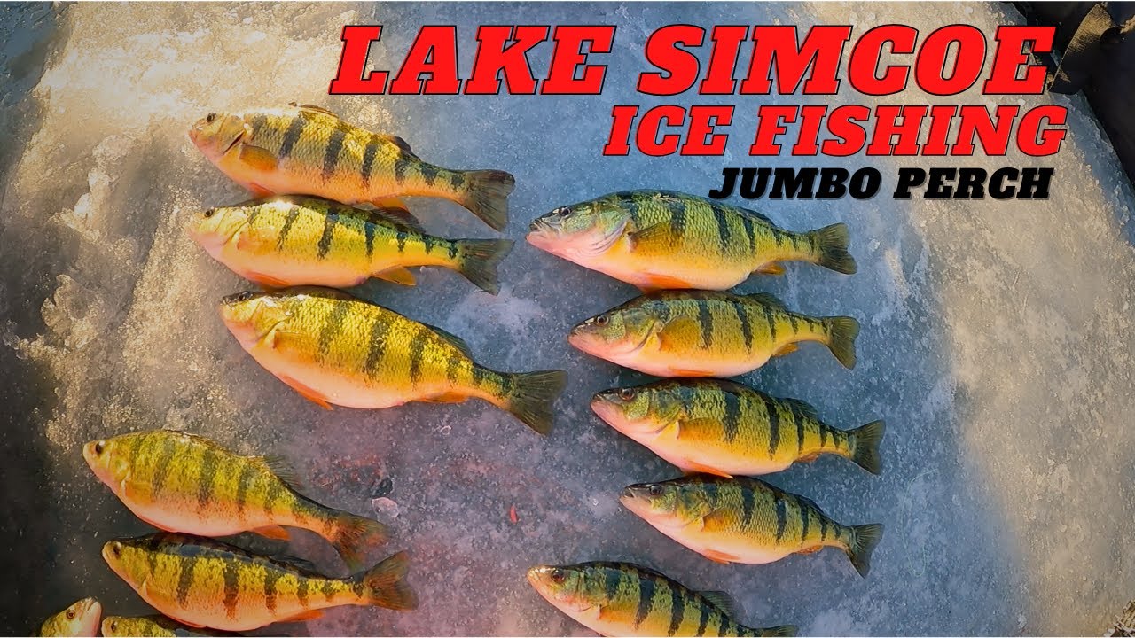 LAKE SIMCOE ICE 🧊 FISHING JUMBO PERCH - YouTube