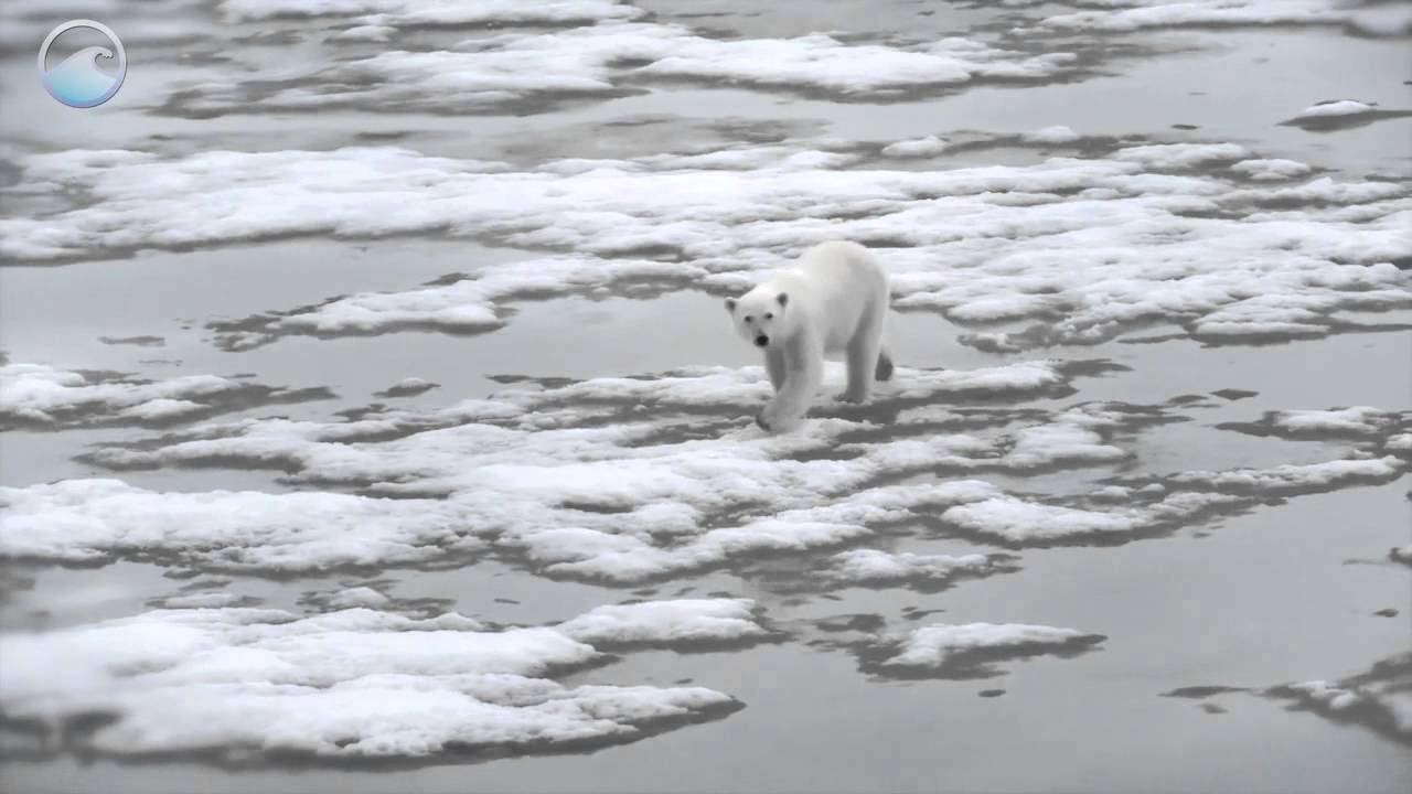 Animals of the Ice - Polar Bear - YouTube