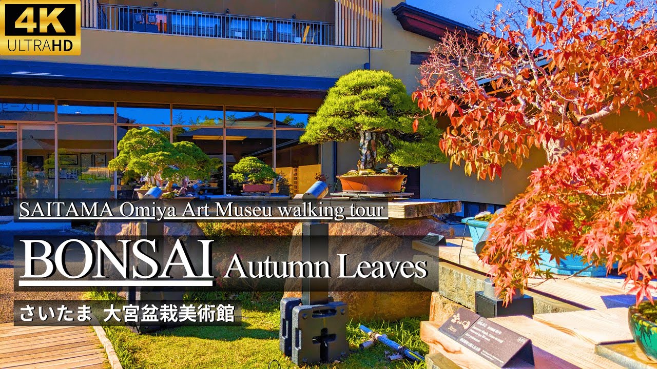 [4K] Saitama BONSAI Omoiya Art Museum (さいたま大宮盆栽美術館) ～2023.11 Autumn ...
