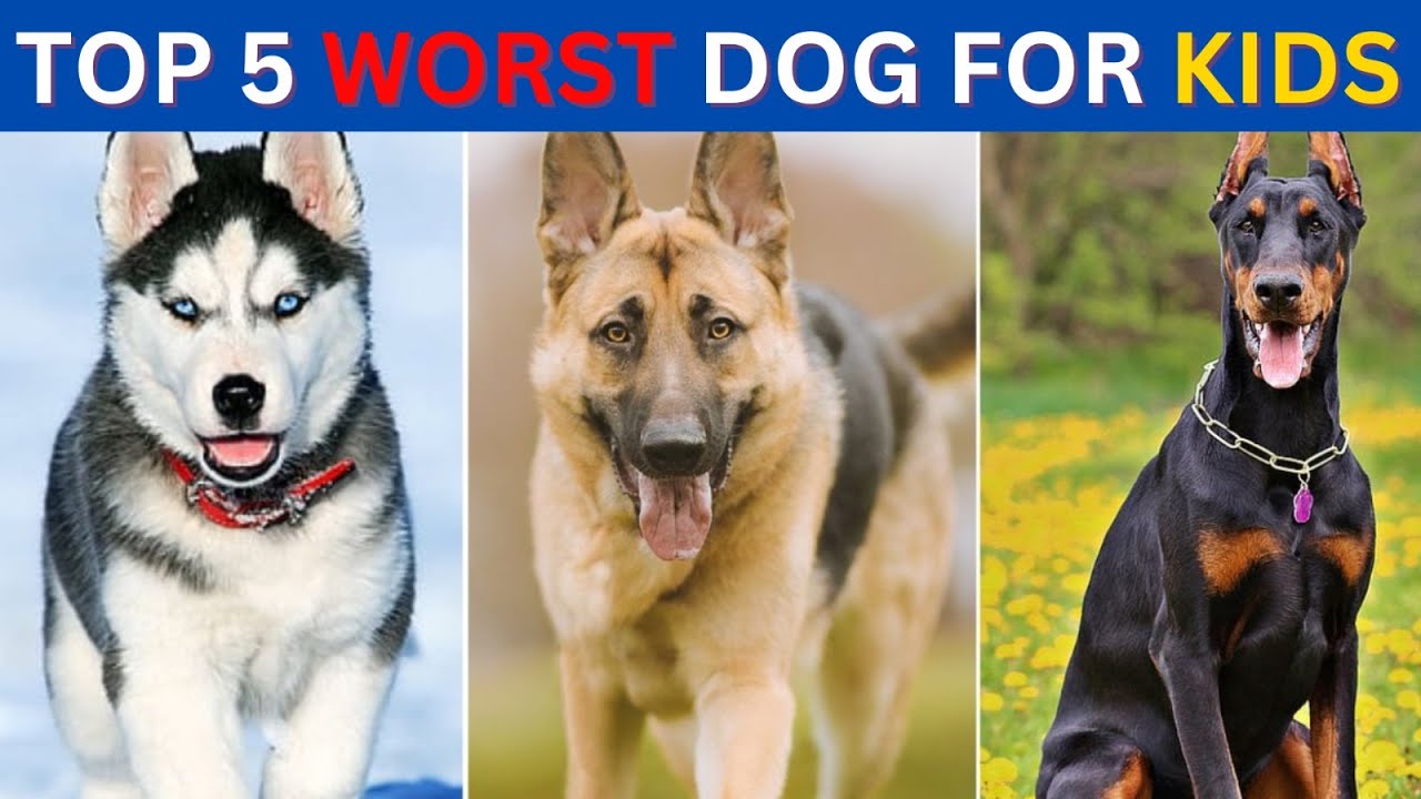 Top 5 Worst Dog Breeds For Kids. - YouTube