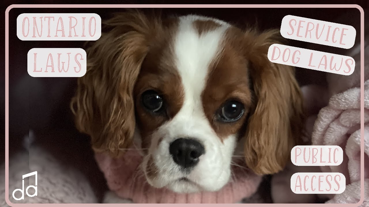 Demystifying Service Dog Rights in Ontario | AODA Explained for ...
