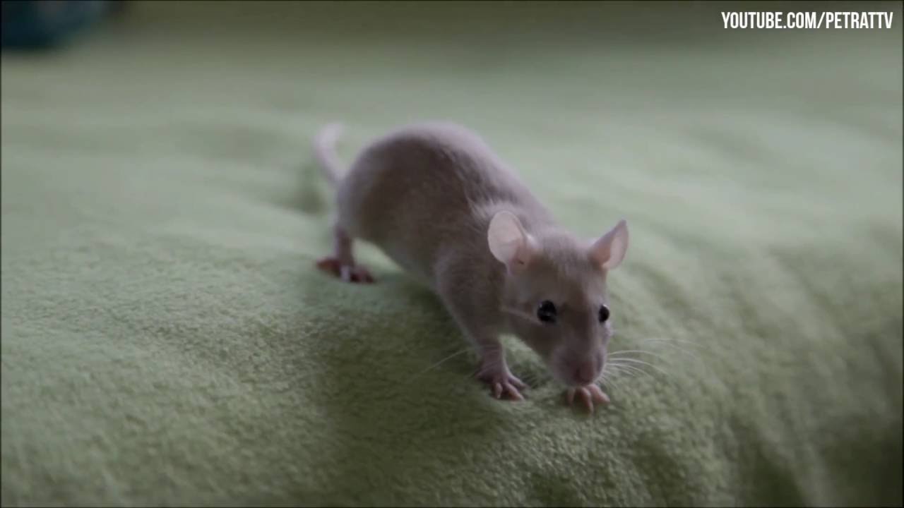 Hyper Baby Rat Ruby is too cute and fast - YouTube