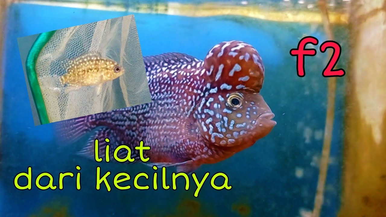 Progres Ikan Louhan Kamfa F2 Thailand 20 Youtube
