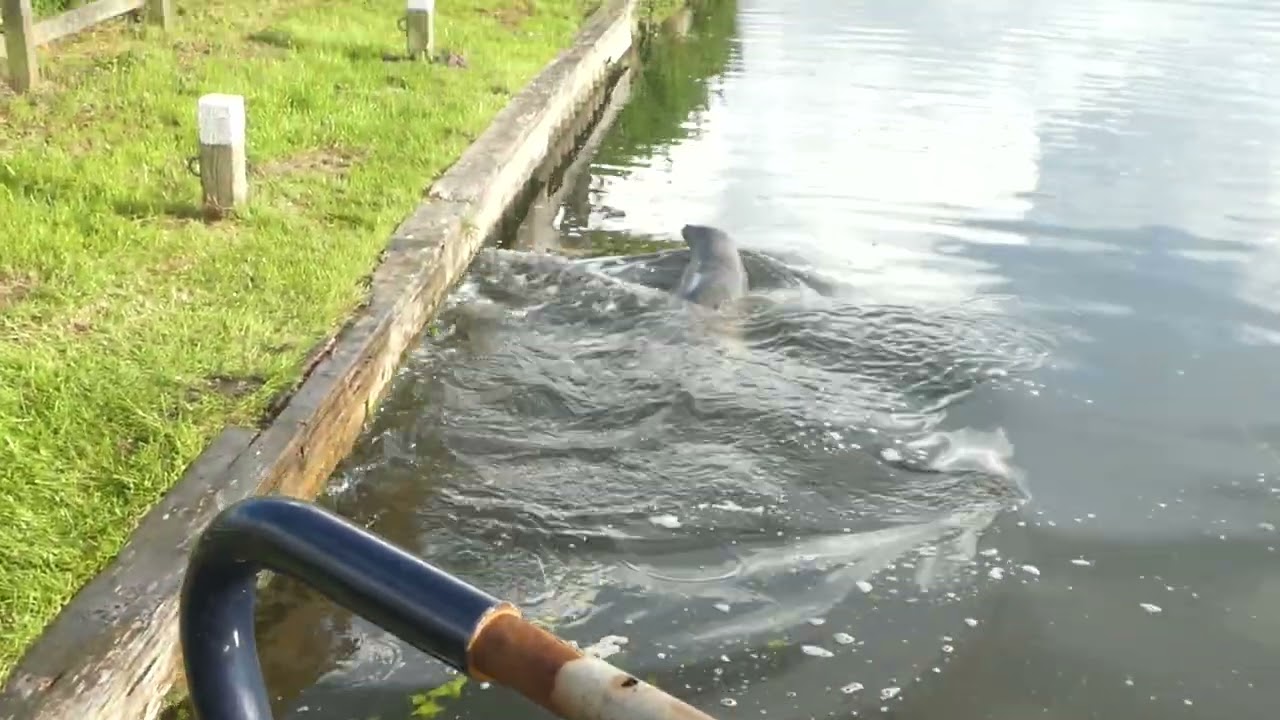 Neil the Seal - YouTube