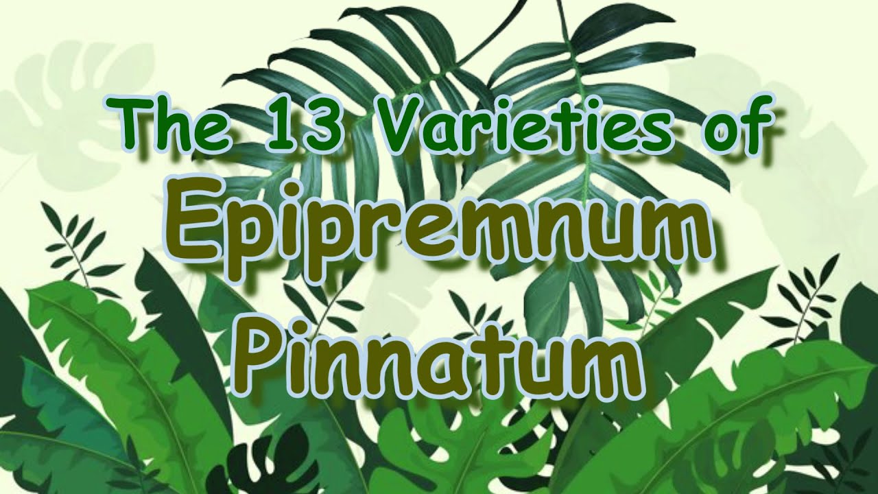 The 13 Varieties of Epipremnum Pinnatum | GeniusMonkey - YouTube