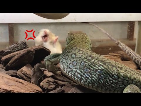 【閲覧注意】気まぐれカナヘビと威嚇するハムちゃん【不完全版】Whimsical lizard and menacing hamster ...