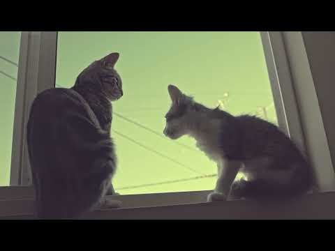 Baby Cate Cute  And Funny baby cat Animal Compitation videos 2022 Cats Cute