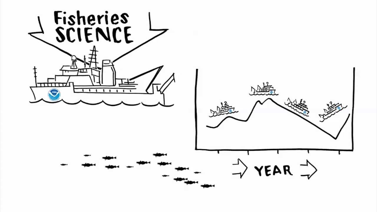 The ABCs of Stock Assessments - YouTube