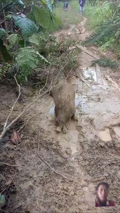 Pasang jerat babi hutan langsung dapat point - YouTube