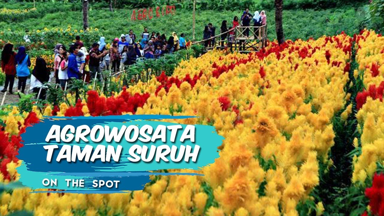 Kebiasaan Baru saat Liburan Menikmati Surganya Bunga di Agrowisata ...