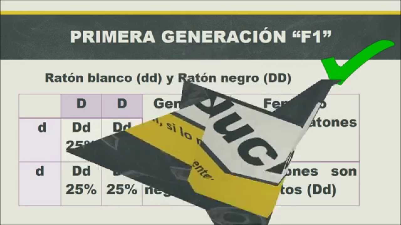 Ejercicio de Cruce Monohíbrido. I.E.Anorí. - YouTube