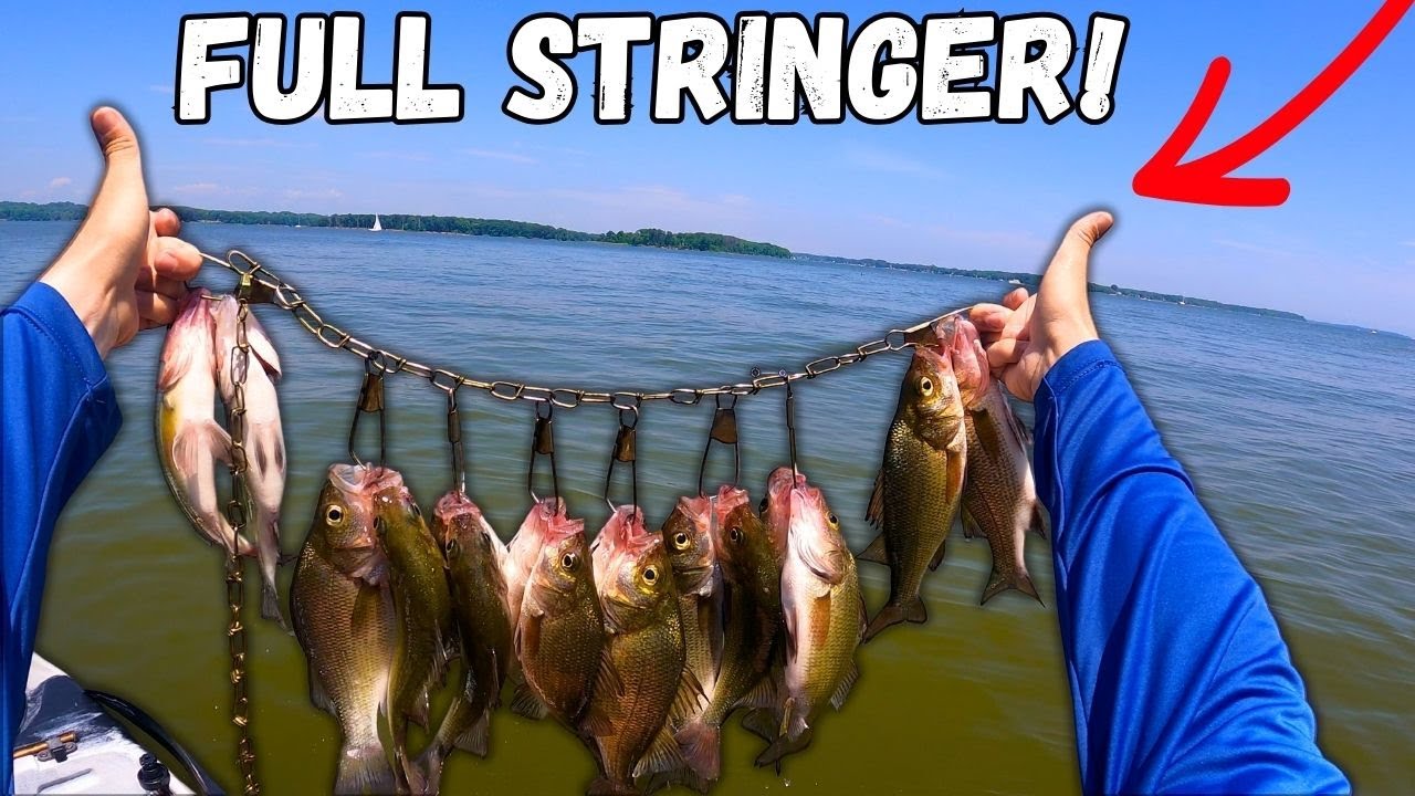 How To Catch WHITE PERCH On The CHESAPEAKE BAY! | White Perch Catch ...