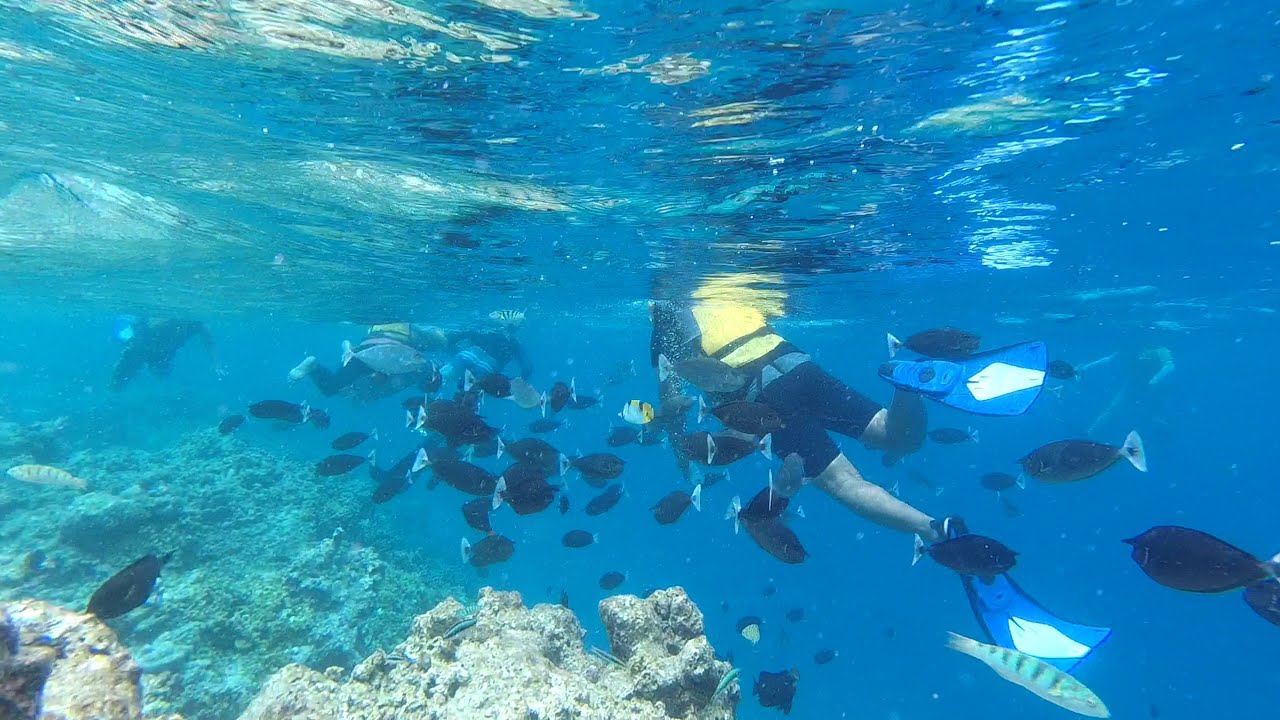 馬爾地夫，馬富施居民島Maldives Maafushi, fish feeding, sandbank - YouTube