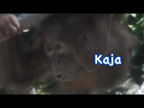 Sumatran Orangutan 🦧 Kaja climbed and play around 🌟 San Diego Zoo - YouTube