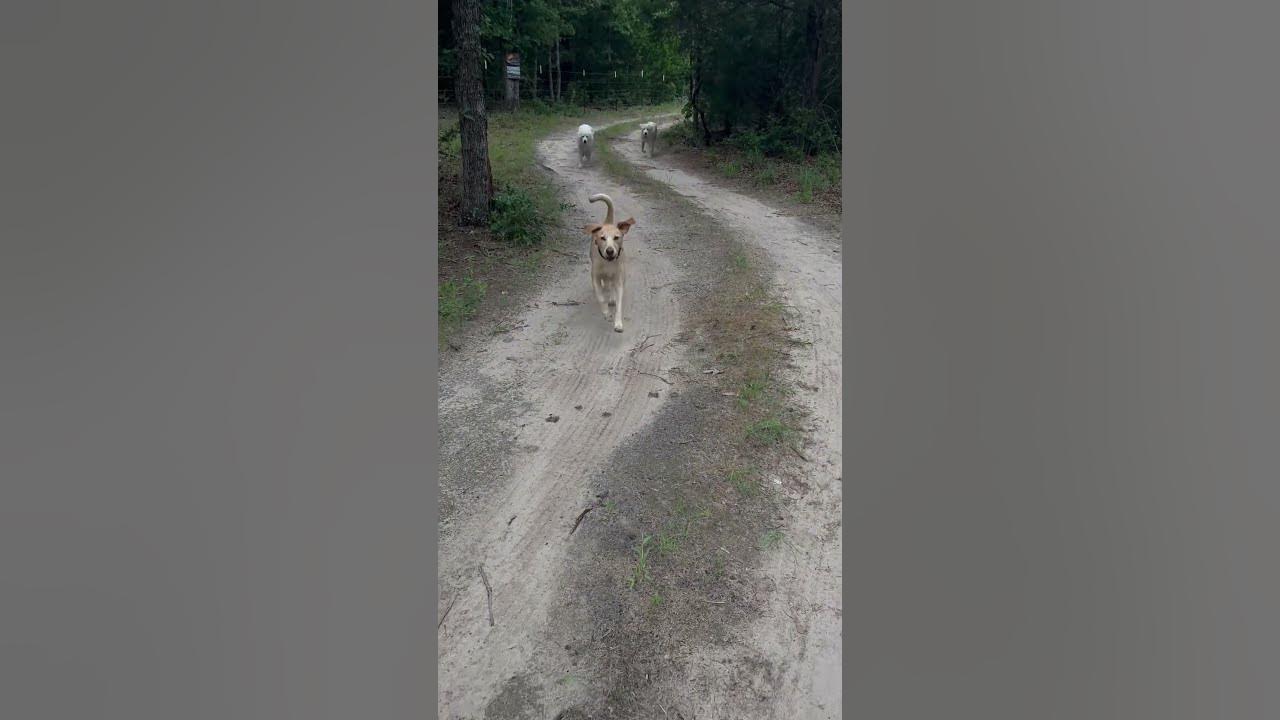 Falconpack Youtube
