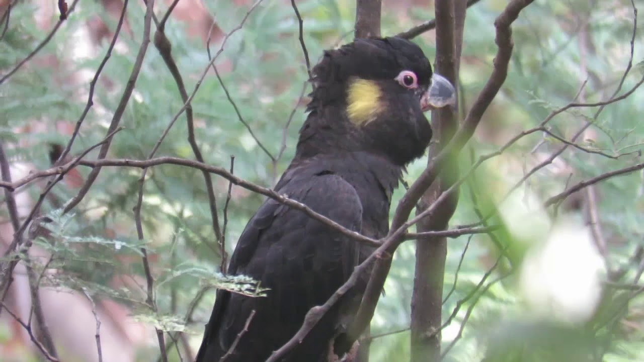 Birds of the Australian bush. - YouTube