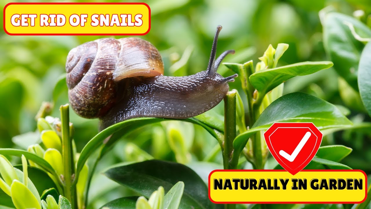 How To Get Rid Of Snails Naturally In Garden - YouTube