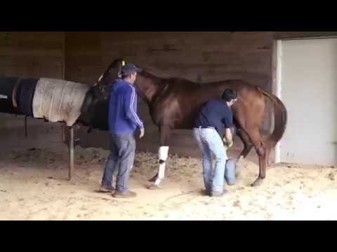 Horse Semen Collection for Artificial Insemination in Mare - YouTube