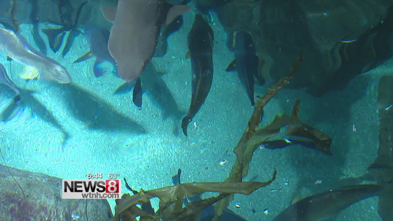 Cruisin' Connecticut - "Shark Week" Feeding at Maritime Aquarium at ...