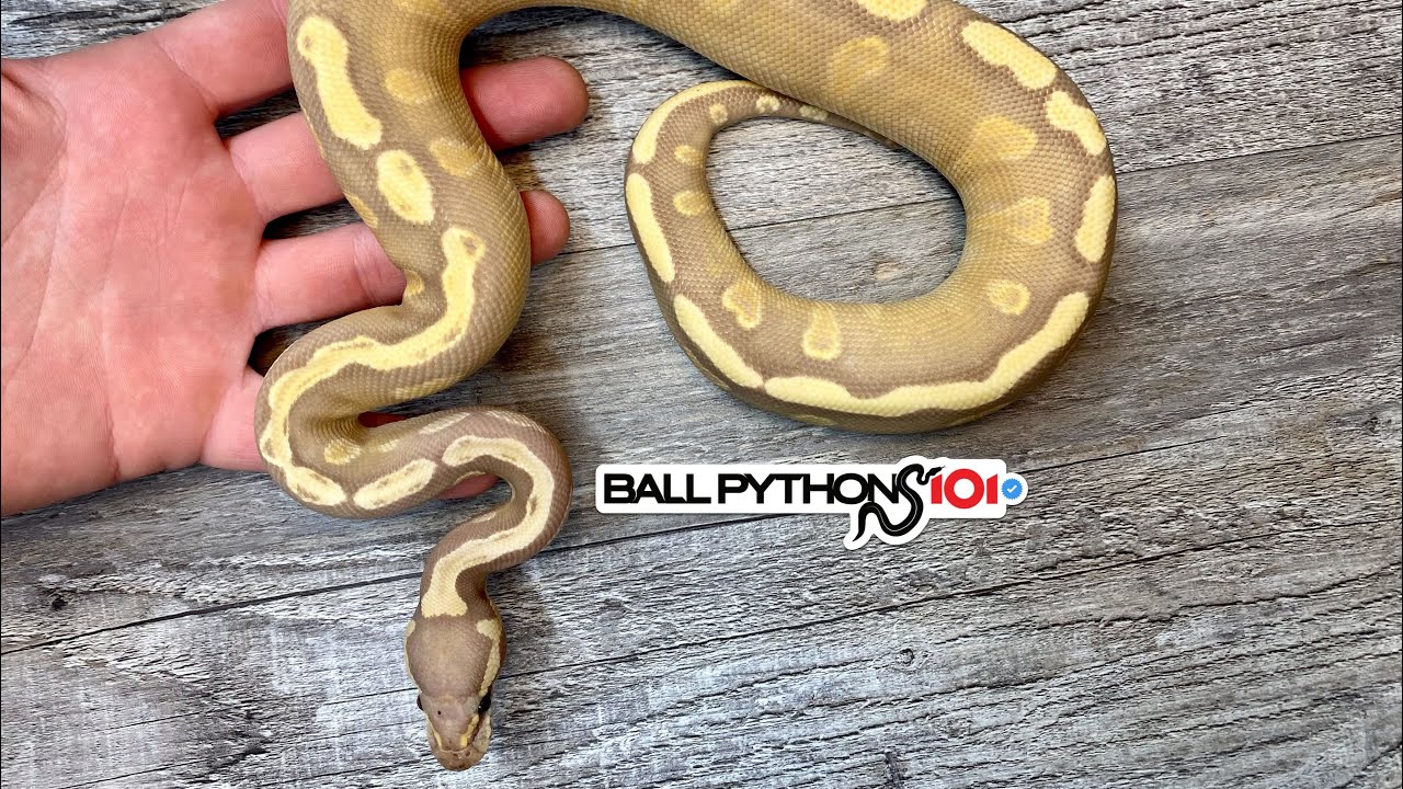 Banana GHI Mojave Female Maker Het Clown 300g - YouTube