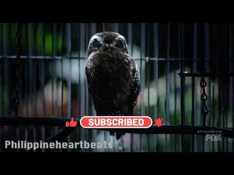 Prison break season 5 sarah wayne callies wentworth miller part 1