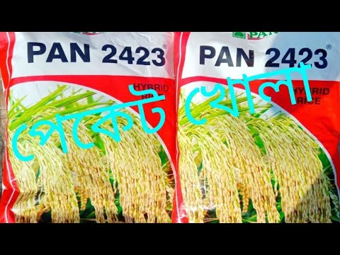 PAN 2423 HYBRID RICE UNBOXING OR ISKA GUNAGUN /পাণ 2423 হাইভিড ধান ...