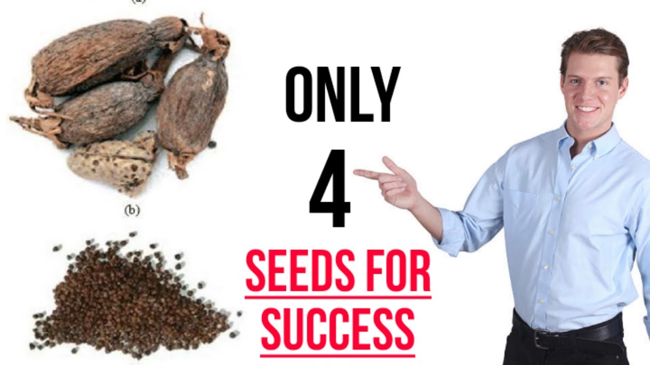 Only 4 Seeds Of Alligator Pepper For Massive Success || Alligator ...