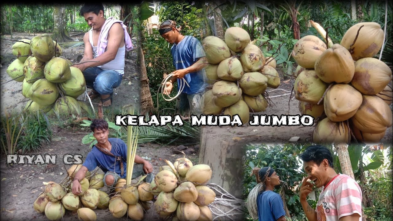 KELAPA MUDA JUMBO 1 TANDAN ISI 40 BIJI TINGGI BATANG 20METER RIYAN CS ...