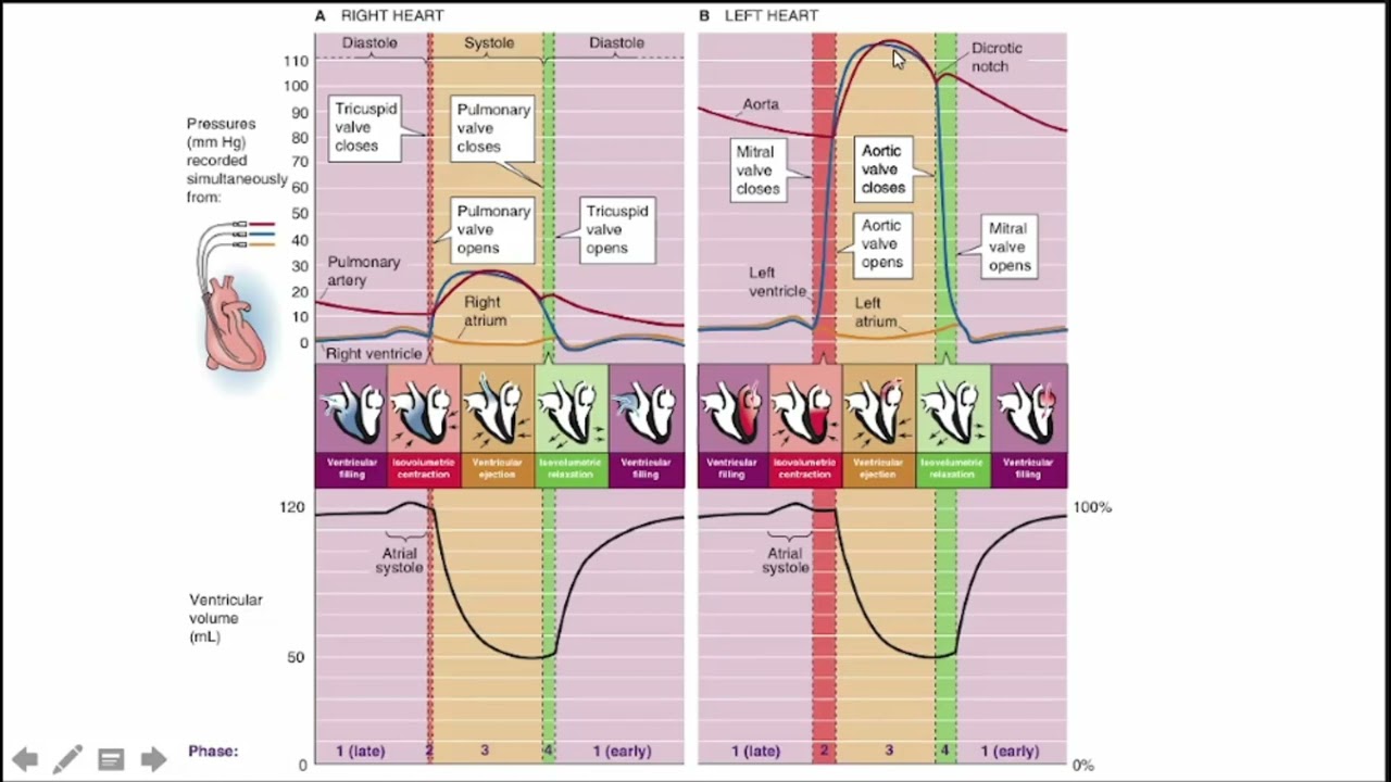 Sistema cardiovascular Bomba cardiaca: Precarga, ley de Frank Starling ...