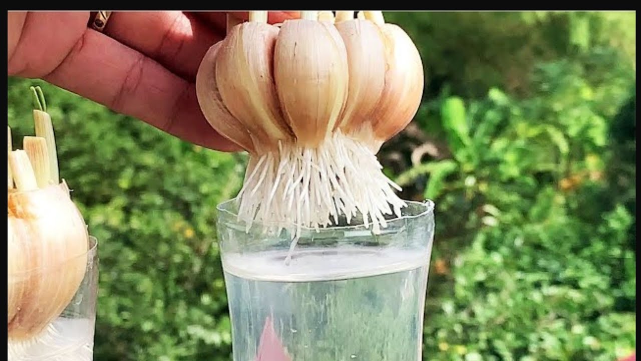 The trick to quickly rooting garlic is to soak them in water - YouTube