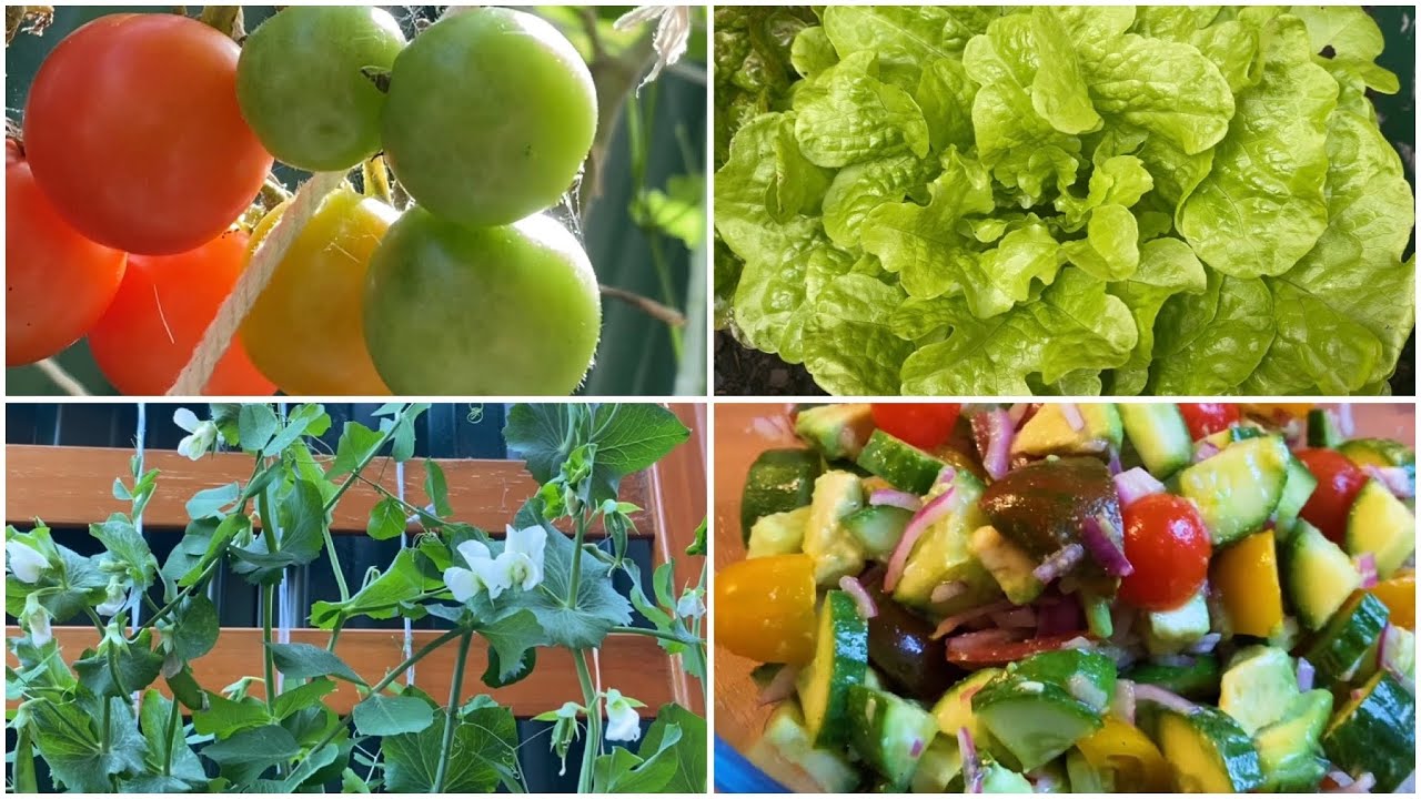 5 Simple and Healthy Salads | Benefits of Eating Salad Daily | Salads ...