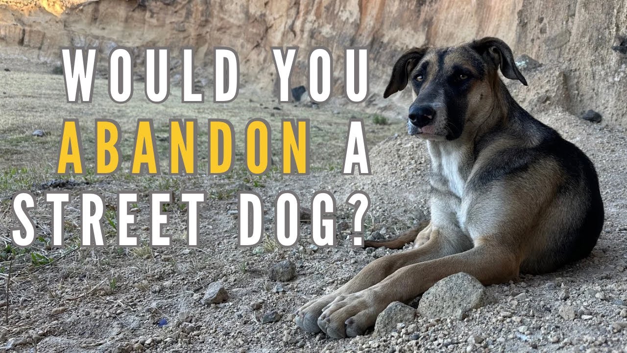 Homeless Dog Quotes