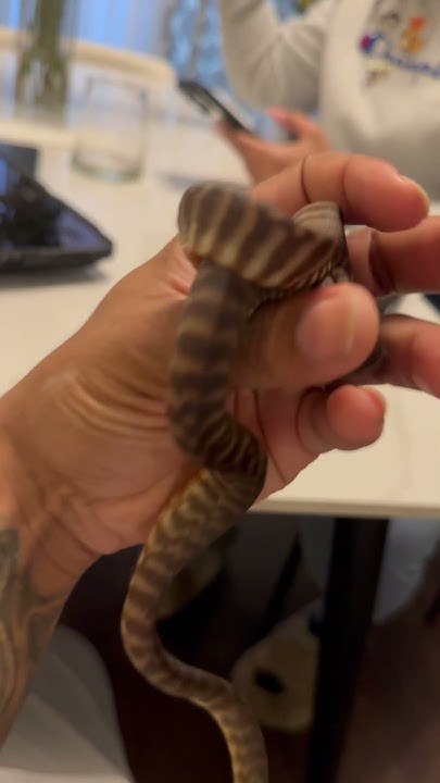 Woma Python - YouTube