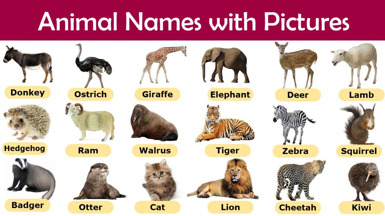 Animals Name In English|Animal Names With pictures|Learn Animals Name ...