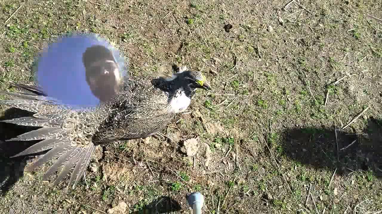 Sage Grouse Attack - YouTube