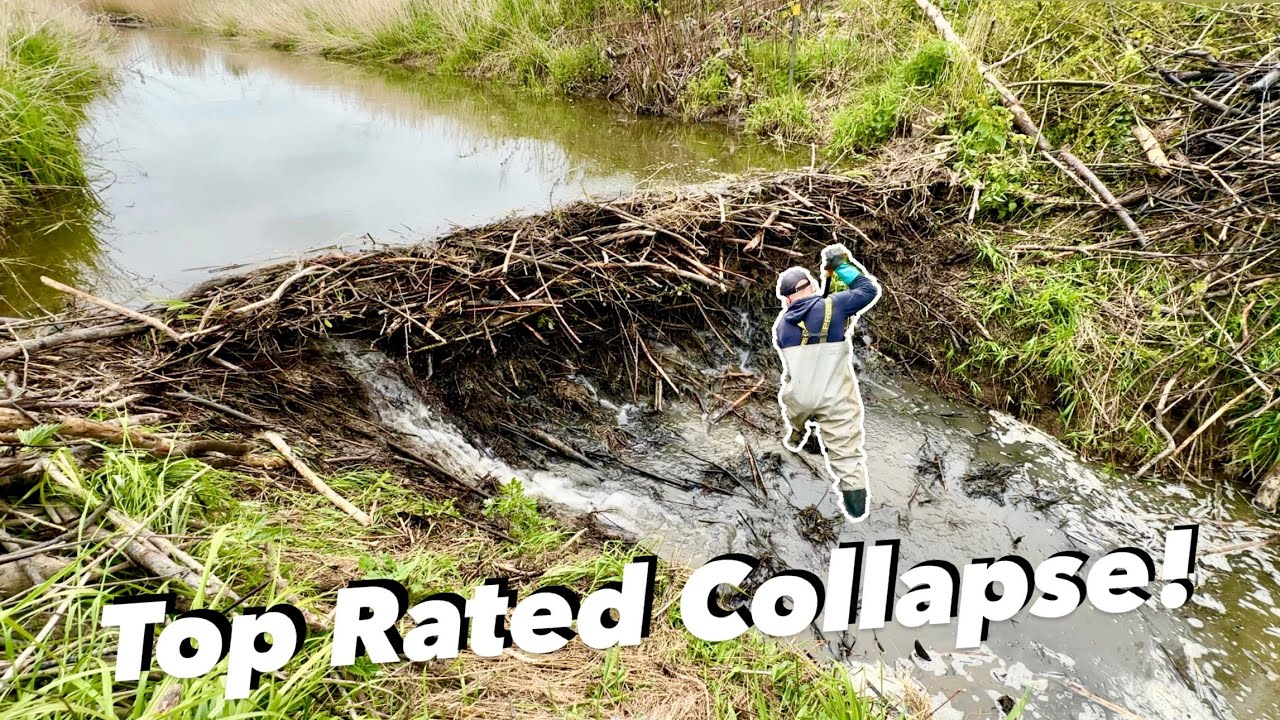 Beaver Dam Disaster! - YouTube