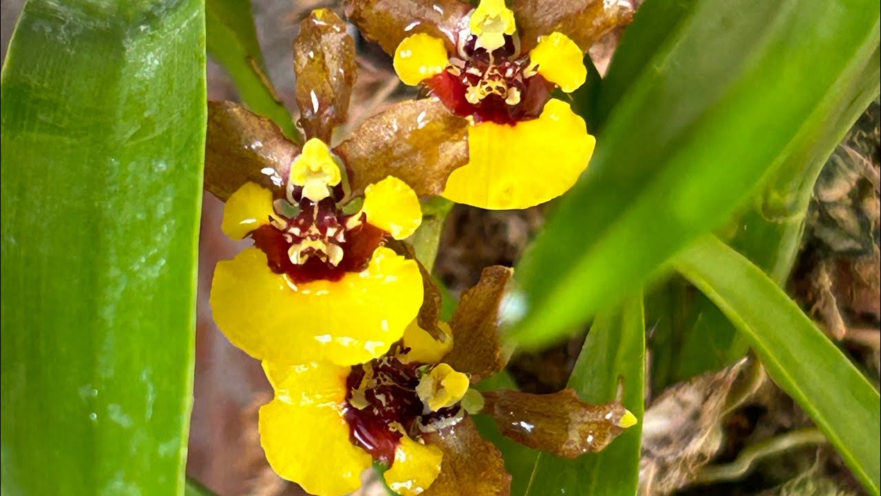 Орхидея Oncidium croesus😍Первое Нормальное Цветение - YouTube