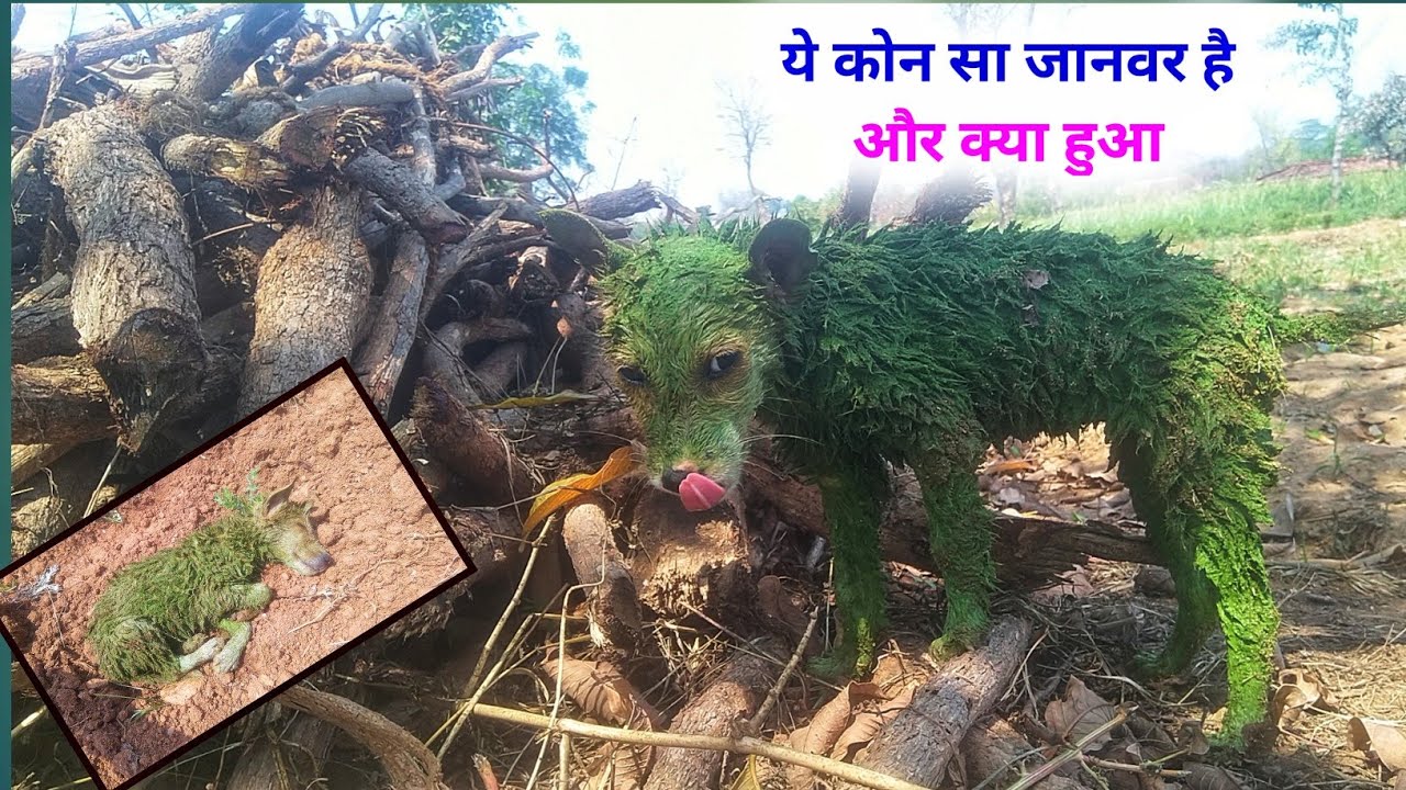 यह कैसा कुत्ता है देखिए| Animal Video | kutte ka khujali theek Karen ...