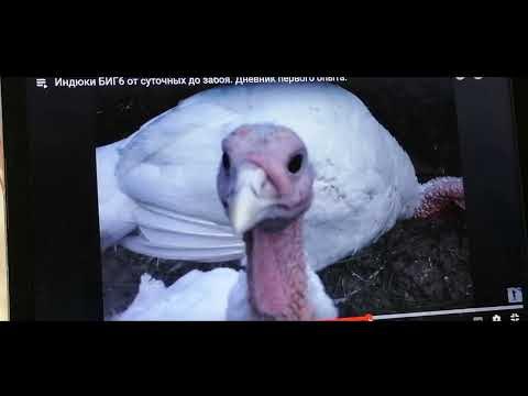 Советы для тех,кто впервые хочет КУПИТЬ суточных ИНДЮШАТ - YouTube