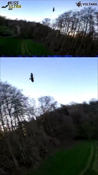 My FPV Stalker 🦅 is back... still wants to steal my drone 👀 - YouTube