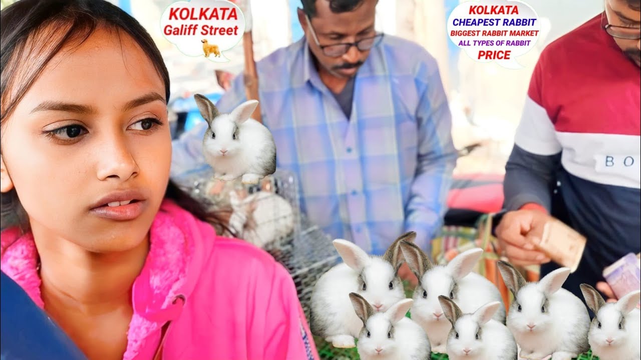 GALIFF STREET RABBIT MARKET! RABBIT HAMSTER! RABBIT! GALIFF STREET PET ...