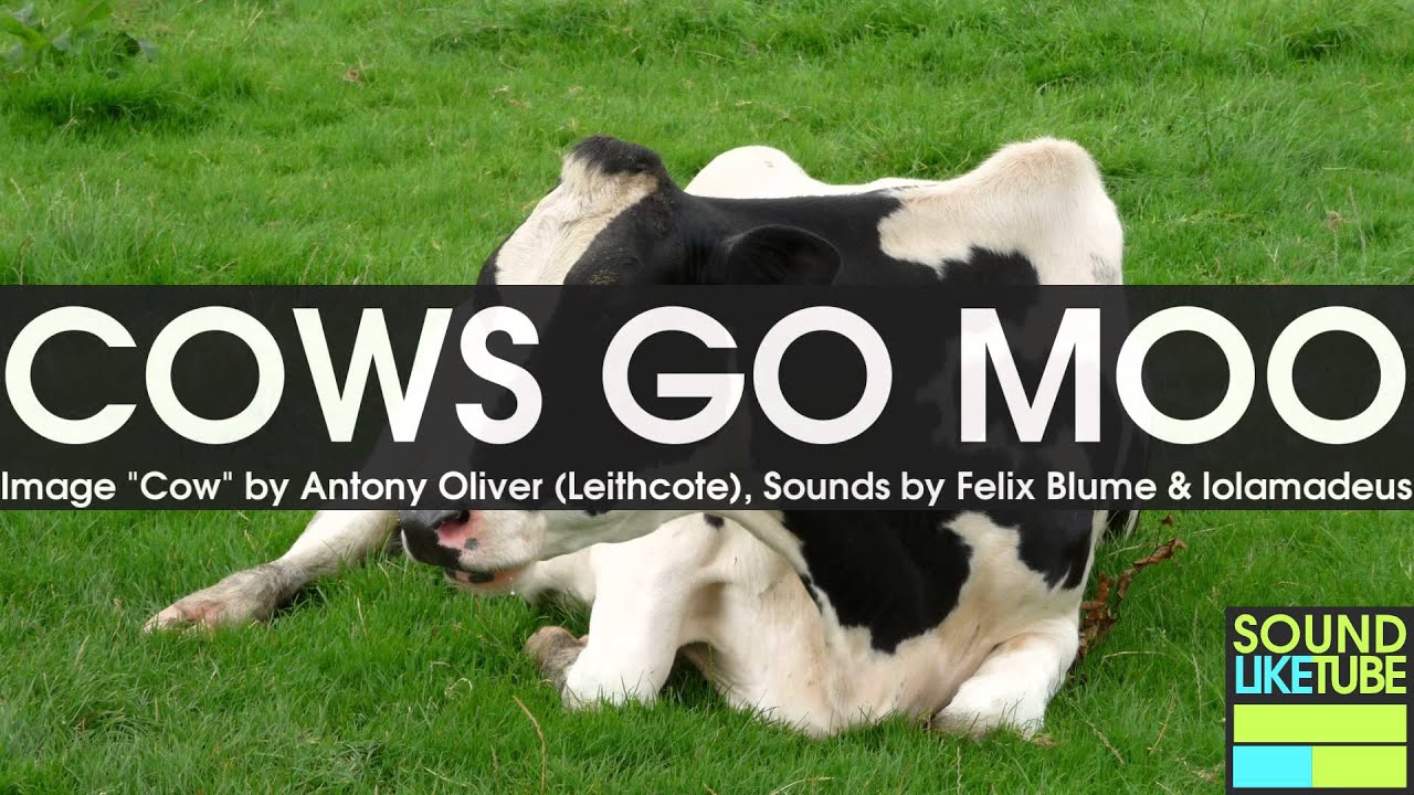 COW MOO SOUNDS for 6 Hours - YouTube