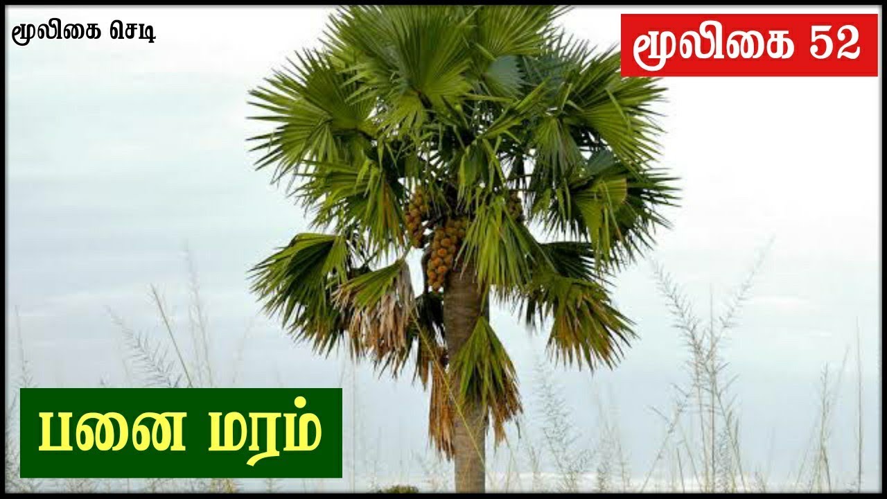 பனை மரத்தின் பயன்கள் | Panai Maram | Palmyra Palm Tree | Borassus ...
