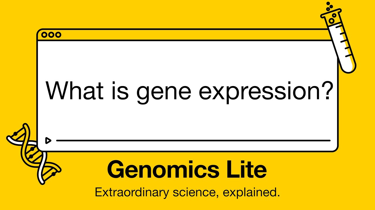 Genomics Lite: What is gene expression? - YouTube