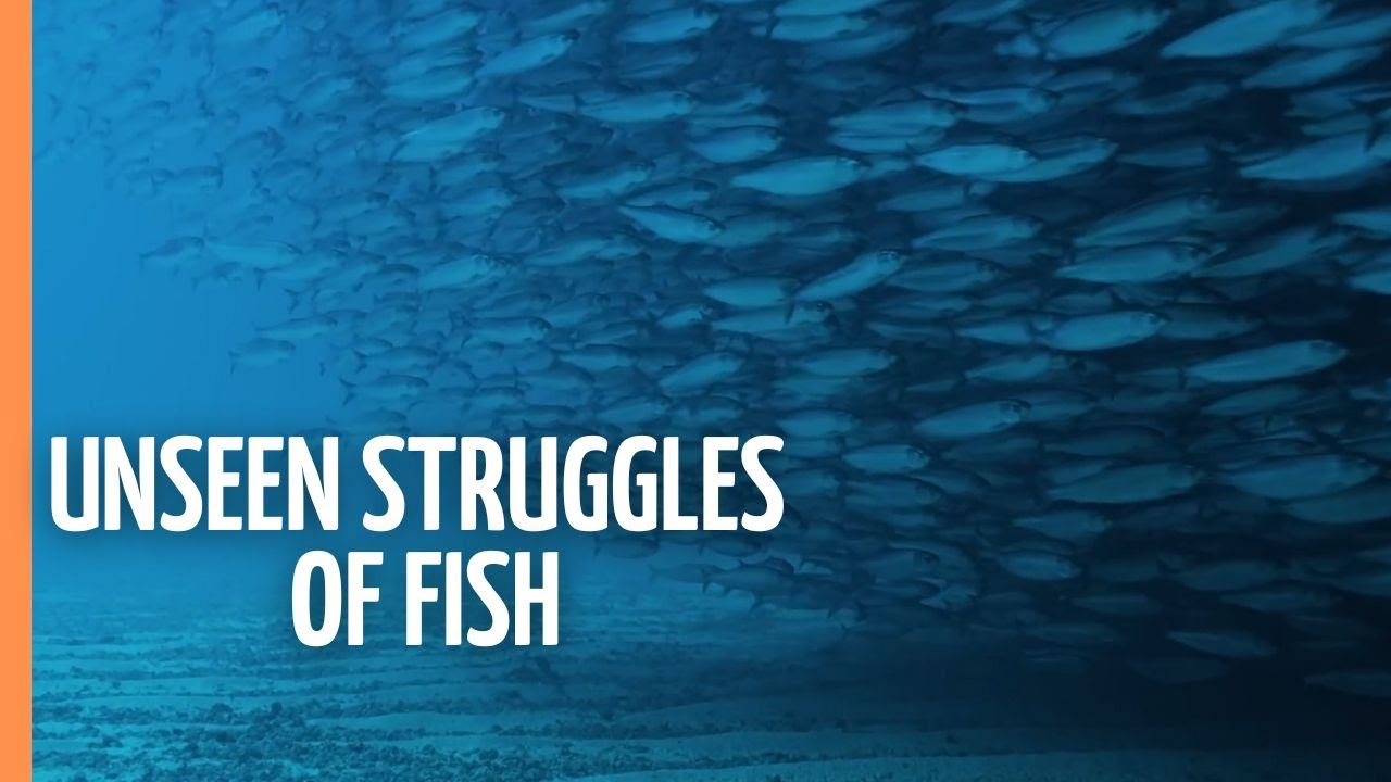 From Streams to Seas - The Unseen Struggles of Fish | Full Documentary ...