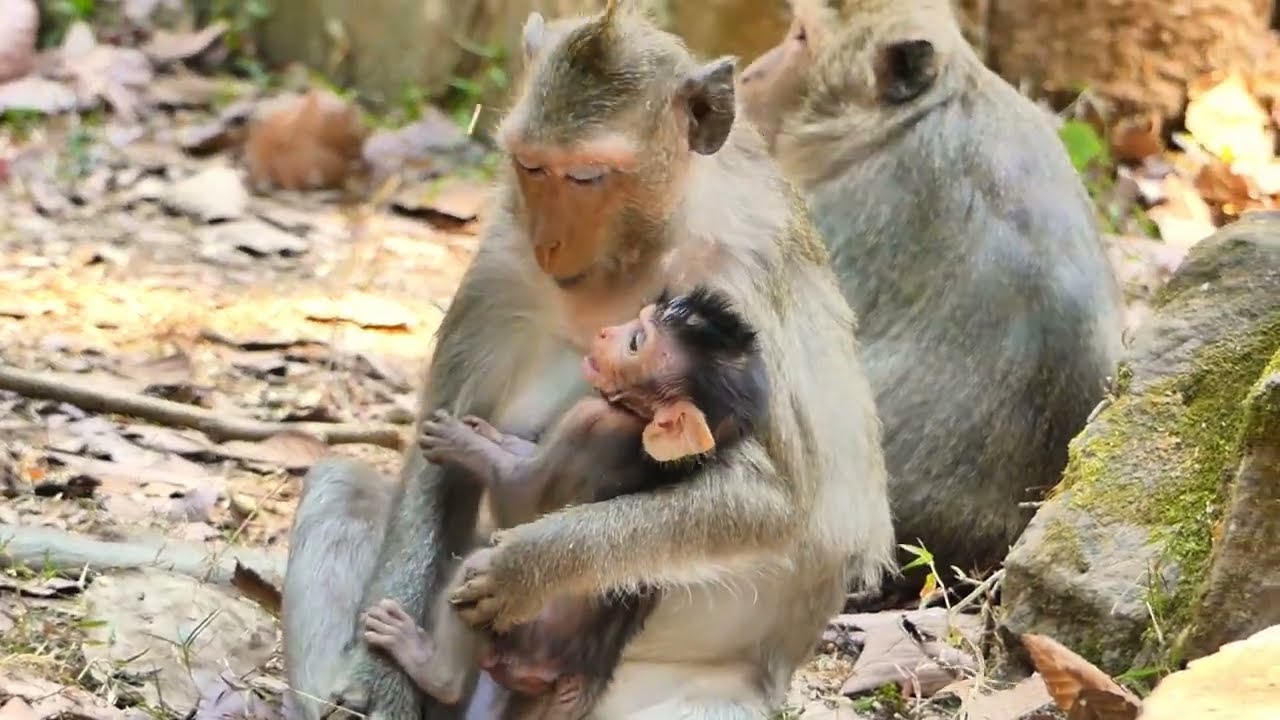 Oh God, help this male monkey steals his child and makes it his own ...