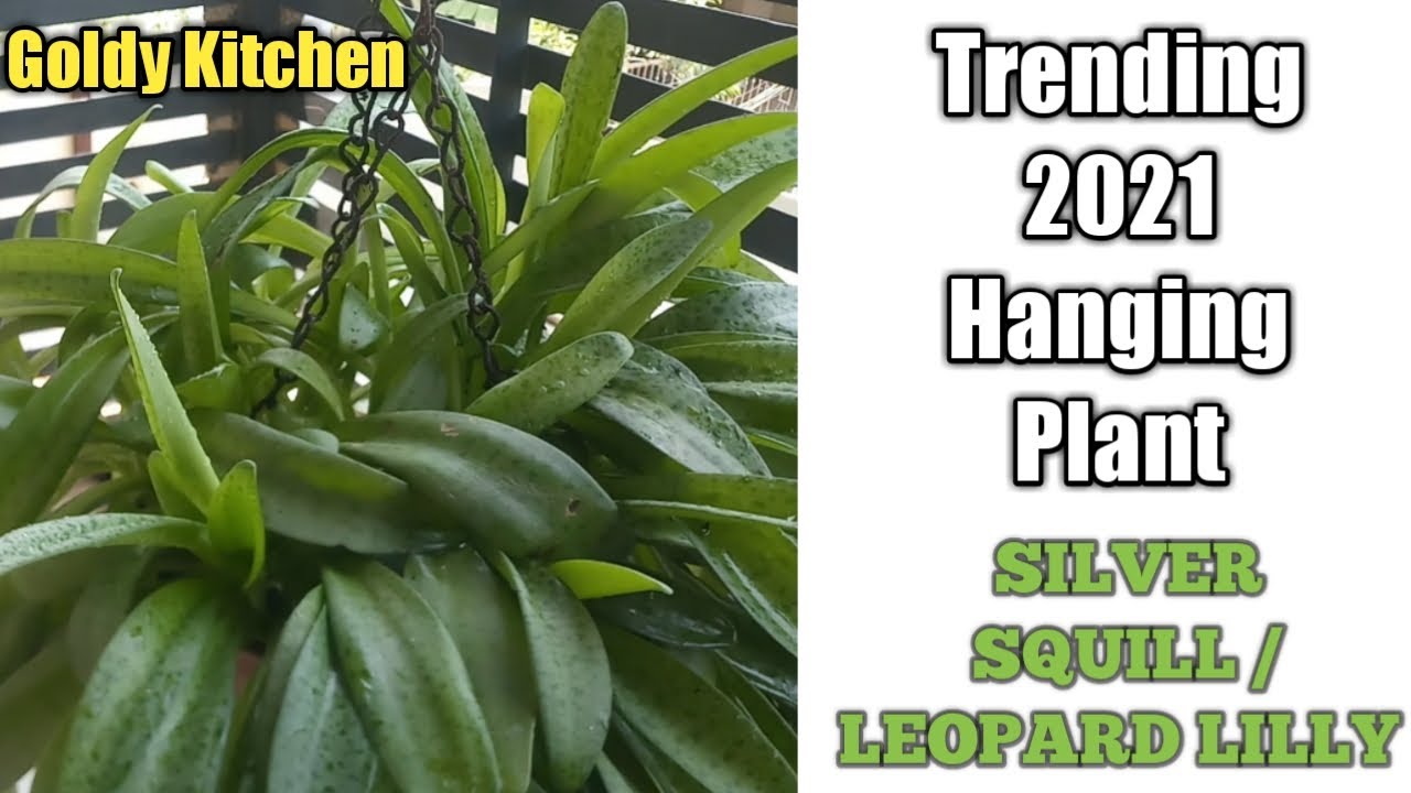 Silver squill / Leopard Lilly plants growing tips. Scilla Passiflora ...