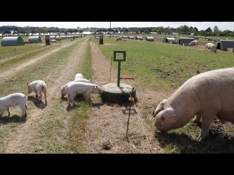 Outdoor Pig Farm- The Happiest Pig Farm. - YouTube