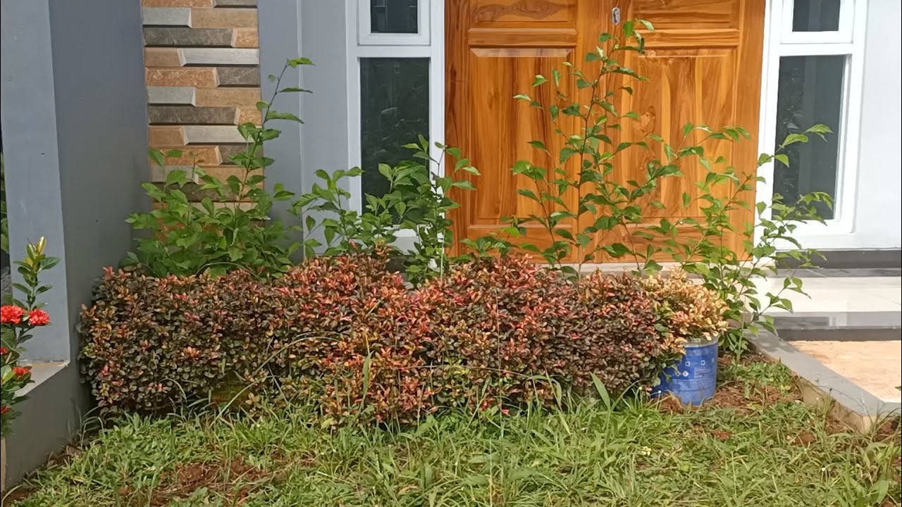Update Progres Penanaman Pagar Hidup Teh-tehan Depan Rumah Minimalis ...
