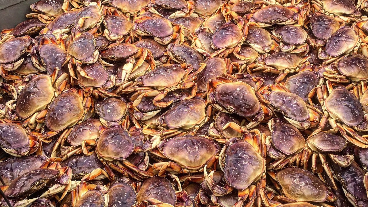 Crab Walk (Plug Walk Remix) -Mike Cooley - YouTube